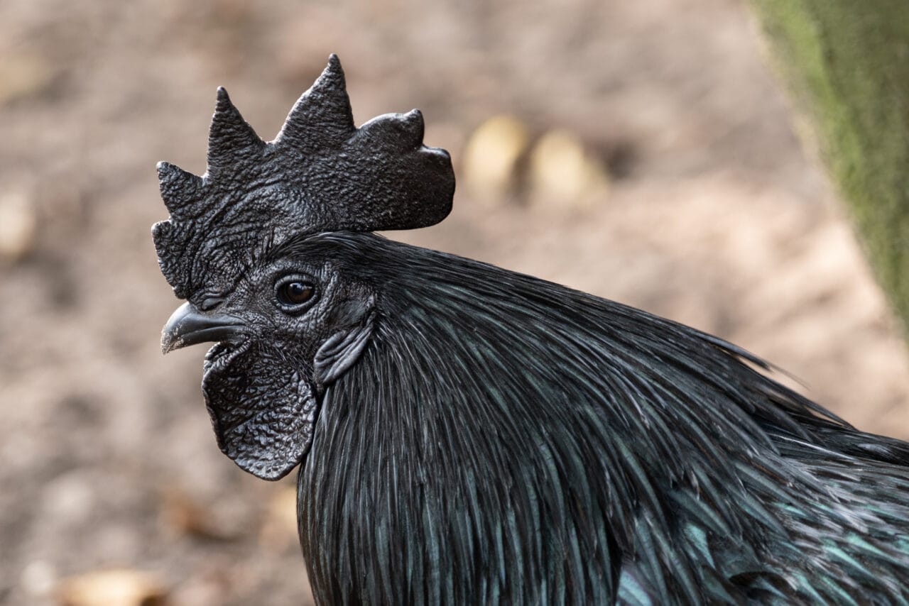 Goth Chicken | Dinky Creek Feather Farm