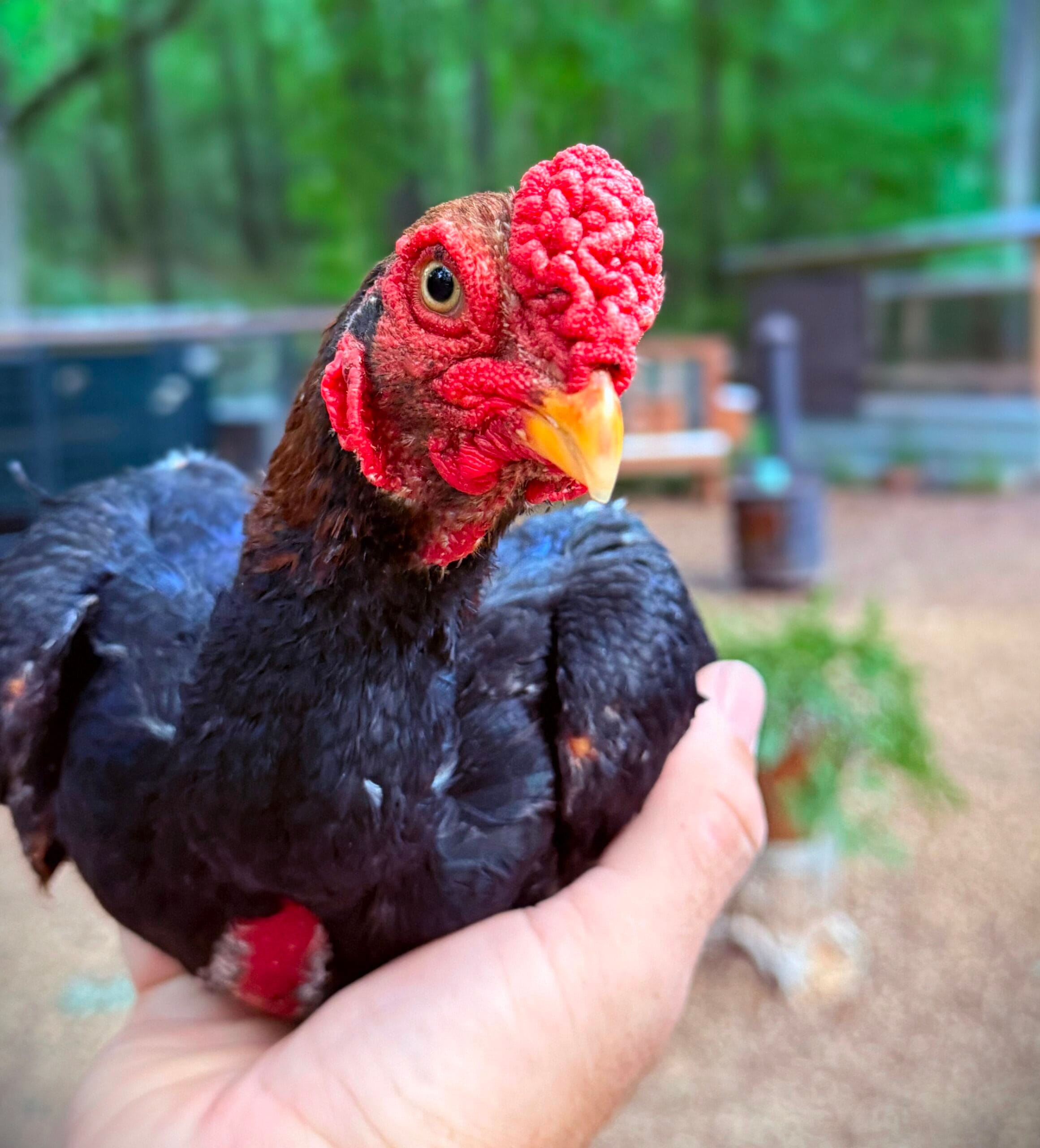 KO Shamo | Dinky Creek Feather Farm