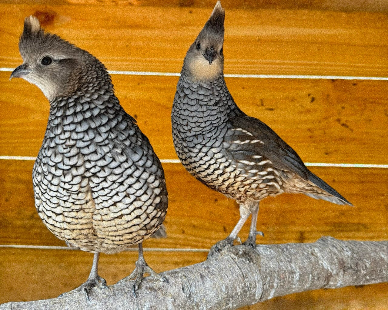 Dinky Creek Feather Farm | Discover the Charm of Dinky Creek Feather ...