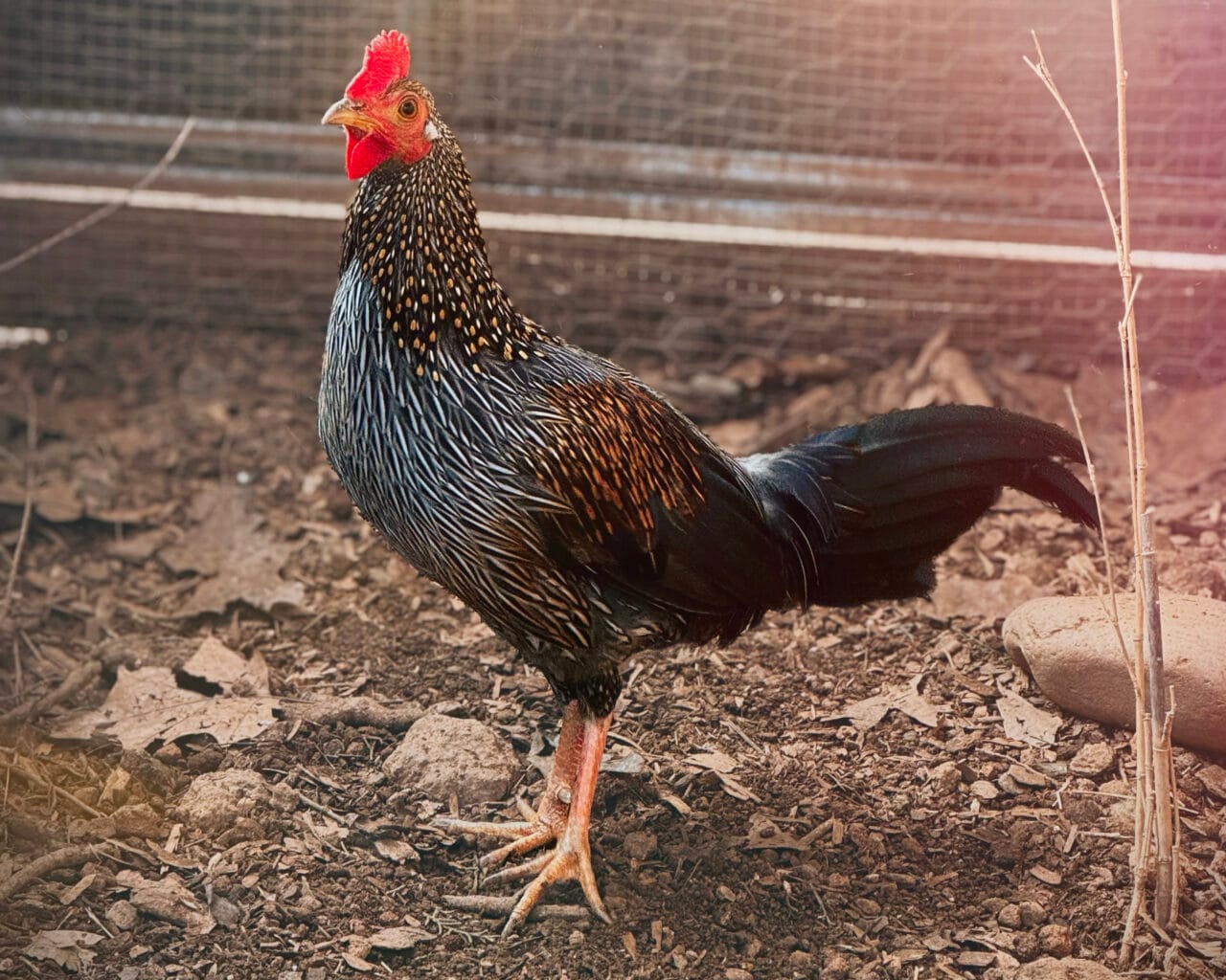 Dinky Creek Feather Farm | Discover the Charm of Dinky Creek Feather ...